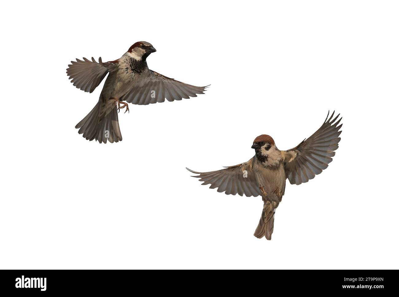 set of two sparrow birds in various poses fly against a white isolated ...
