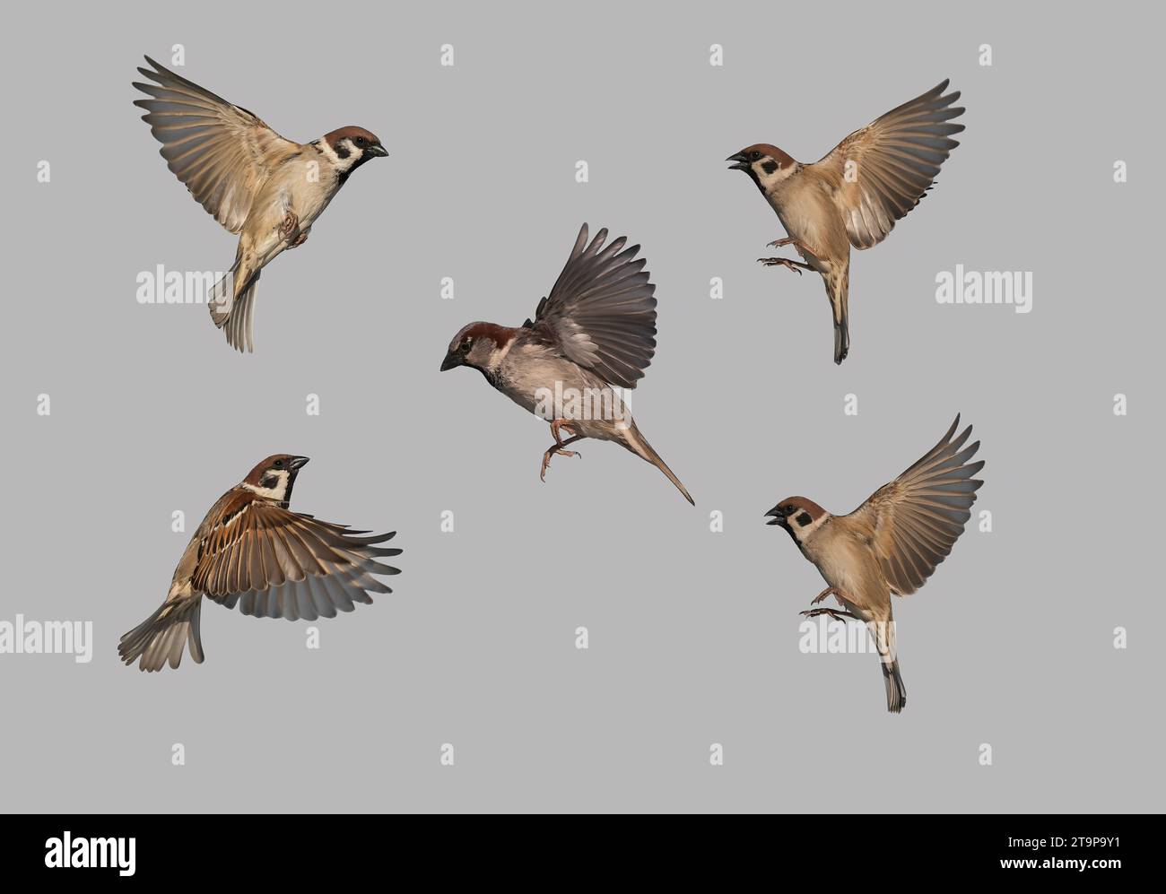 set of birds sparrows in various poses fly against a gray isolated ...