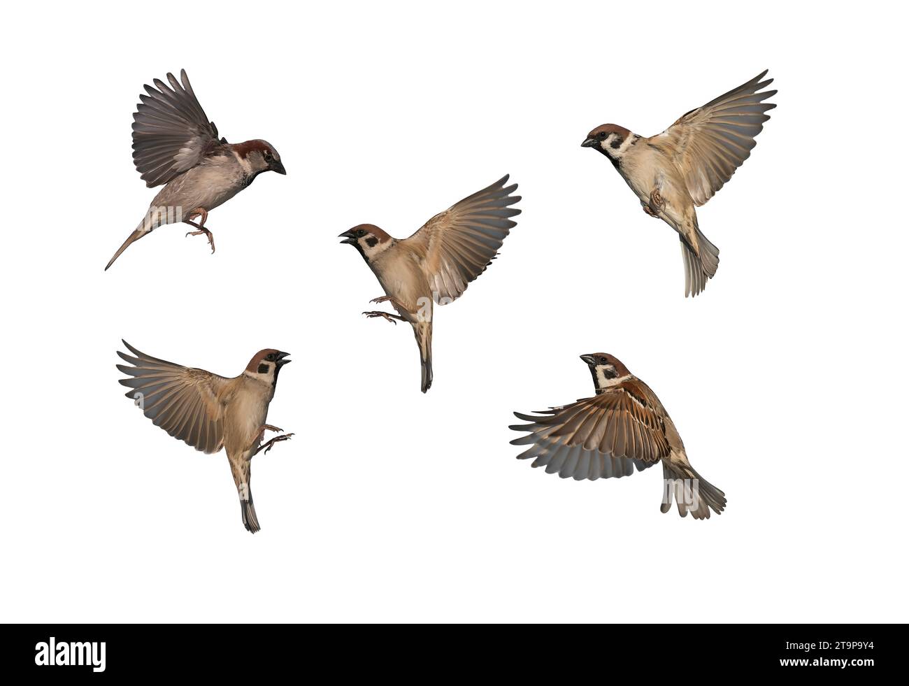 set of birds sparrows in various poses fly against a white isolated ...