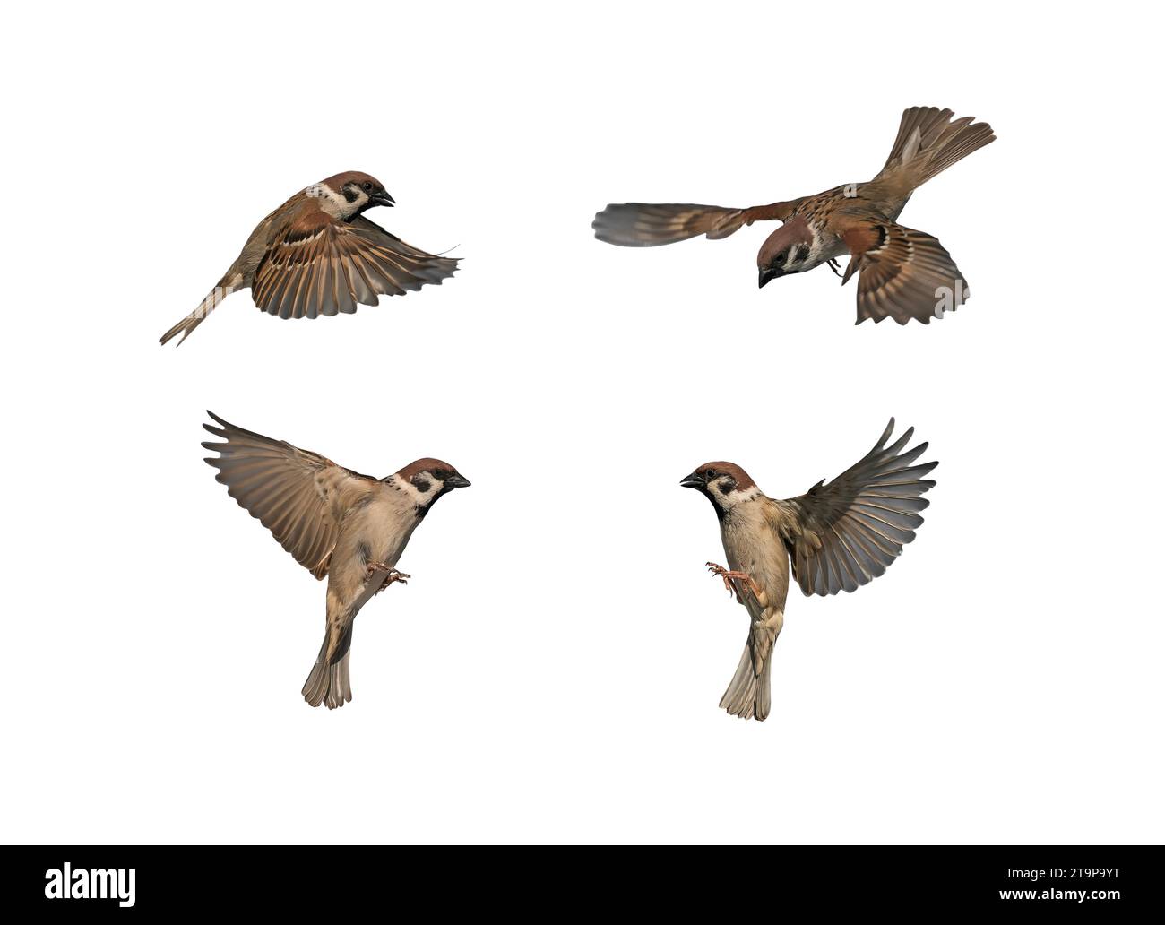 set of birds sparrows in various poses fly against a white isolated ...