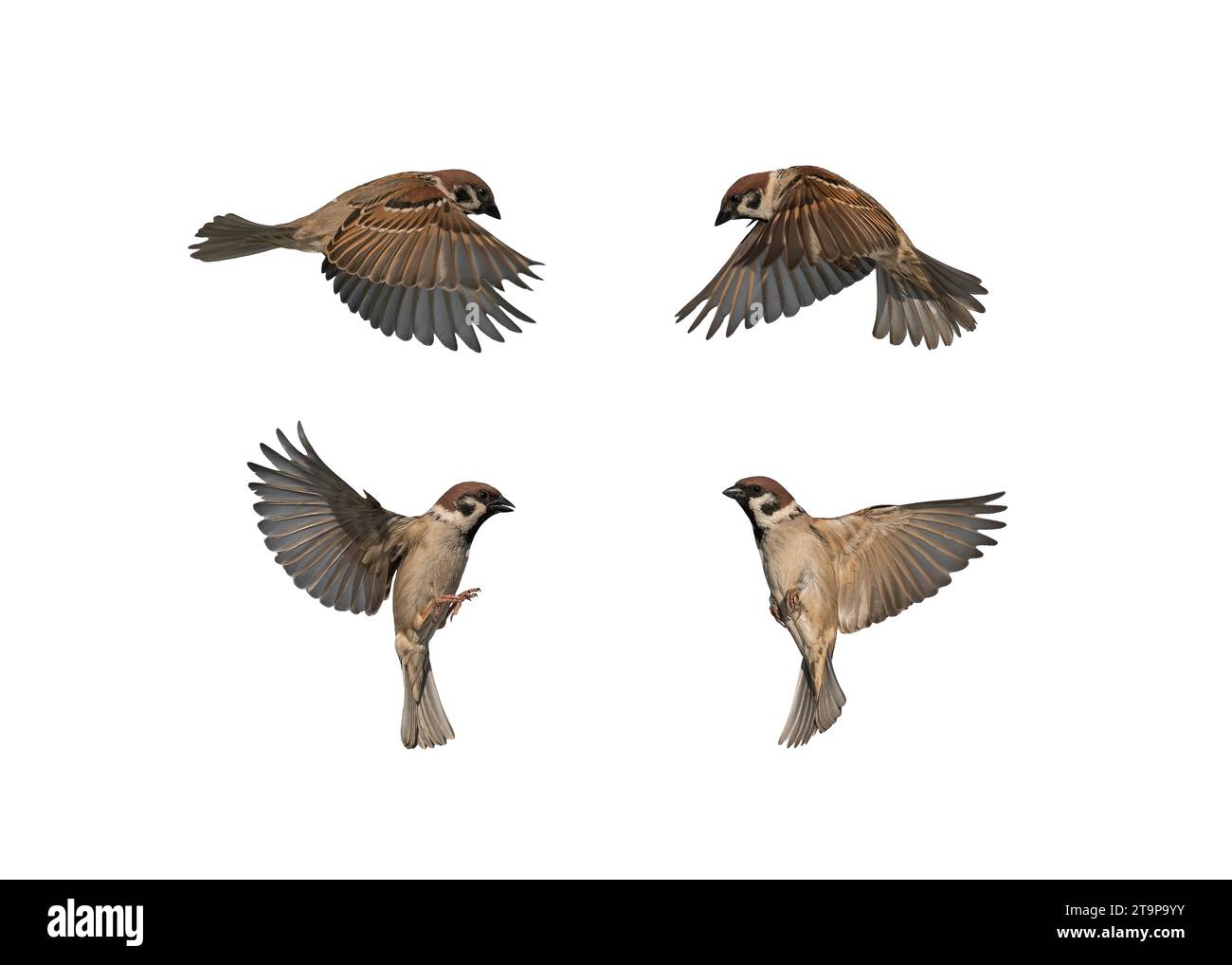 set of many birds sparrows in various poses flying against a white ...