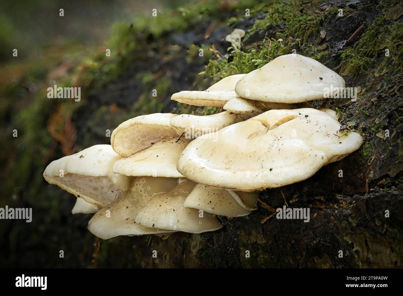 A close up of a stack of oyster mushrooms on a fallen log in north ...