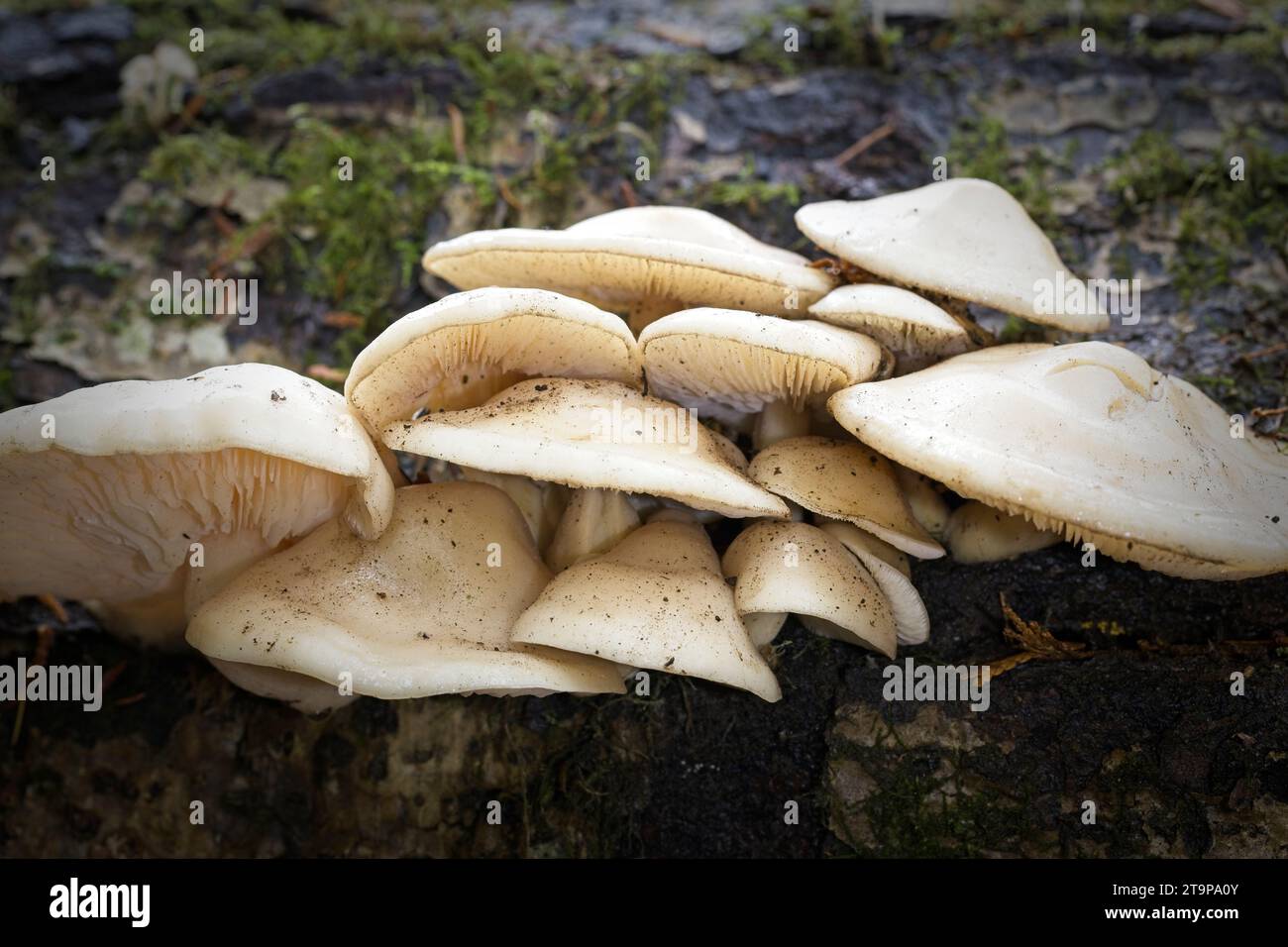 A close up of a stack of oyster mushrooms on a fallen log in north ...