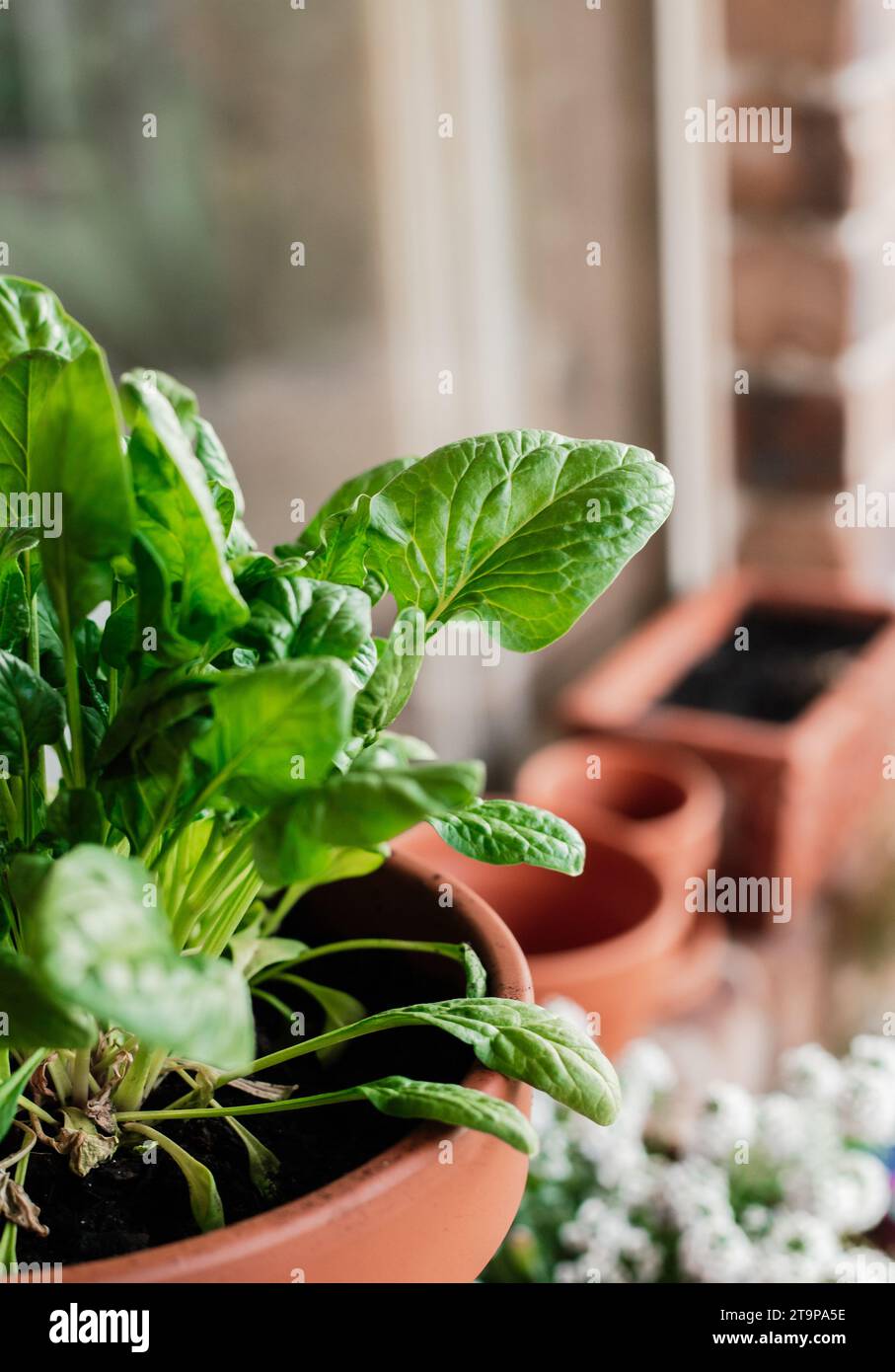 Terracotta pot of fresh spinach Stock Photo - Alamy