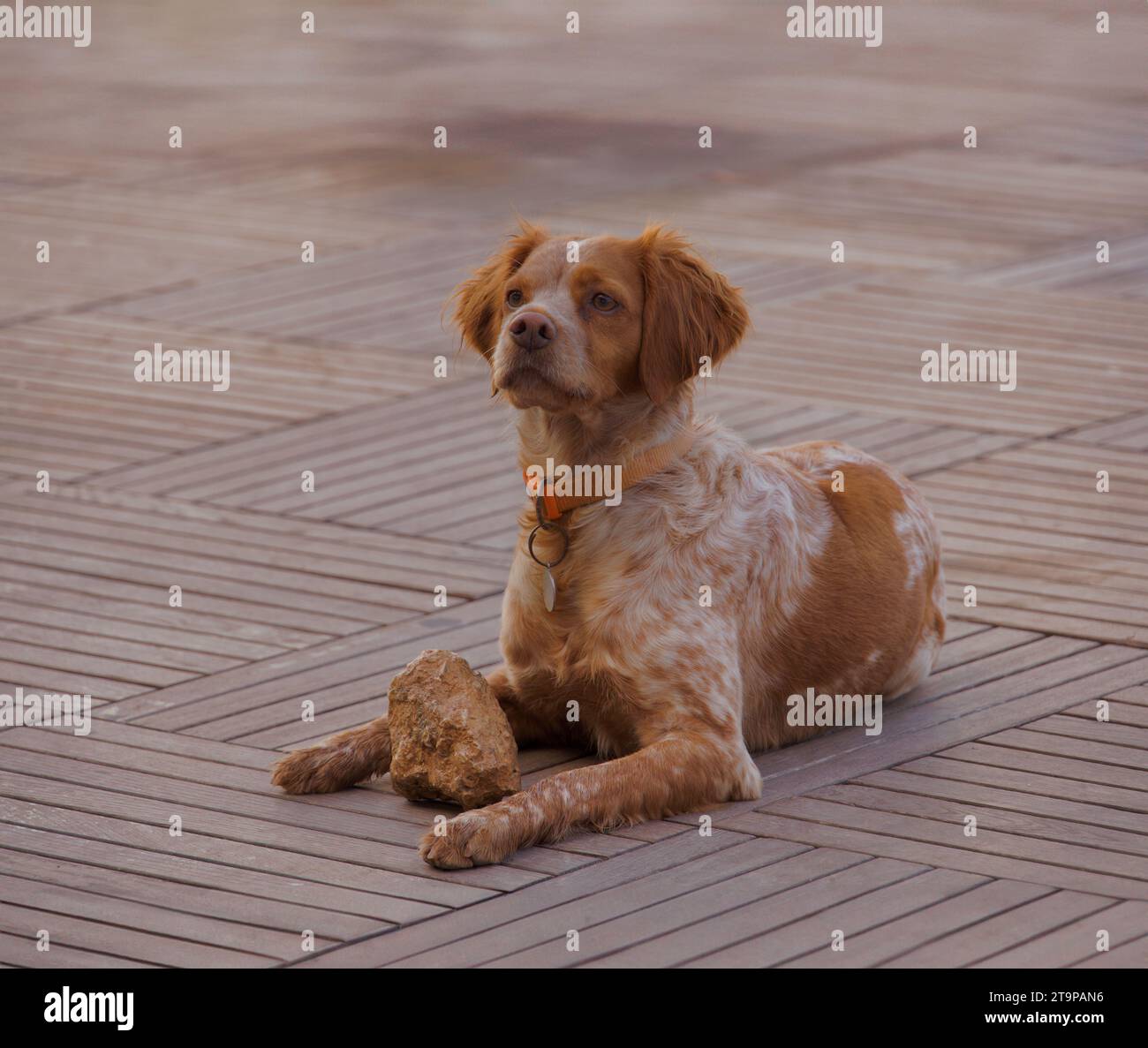 Dog on Dugi Otok Boardwalk Stock Photo - Alamy