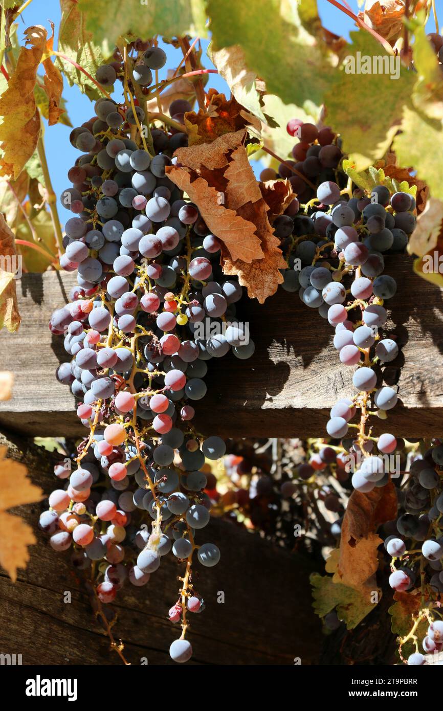 Beautiful purple grapes from original stock growing on a trellis at the ...