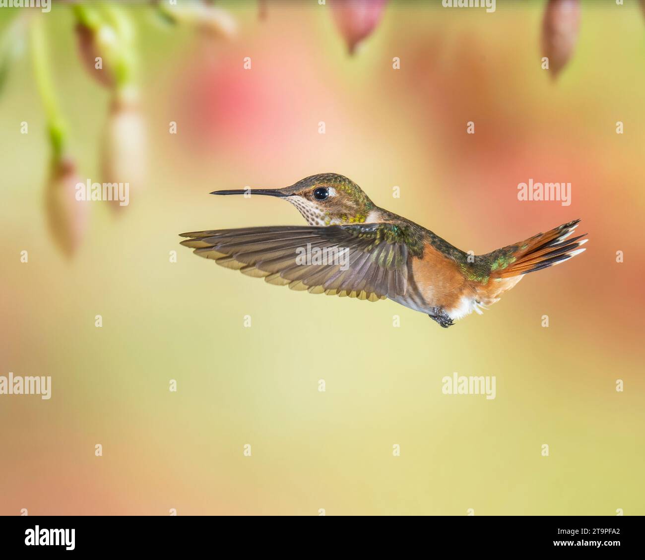 Immature Male Rufous Hummingbird in Flight Stock Photo - Alamy