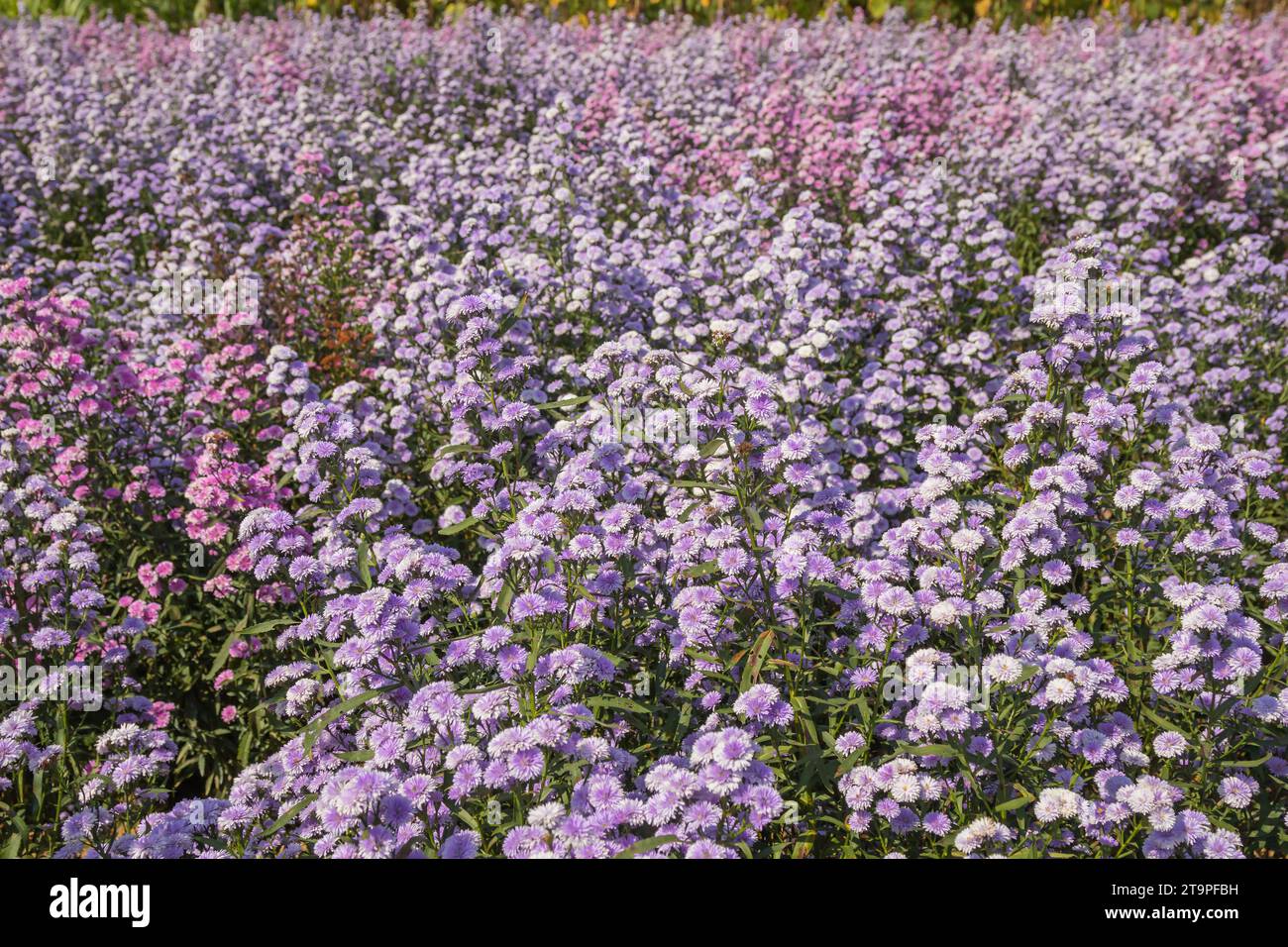 Margaret flower hi-res stock photography and images - Alamy