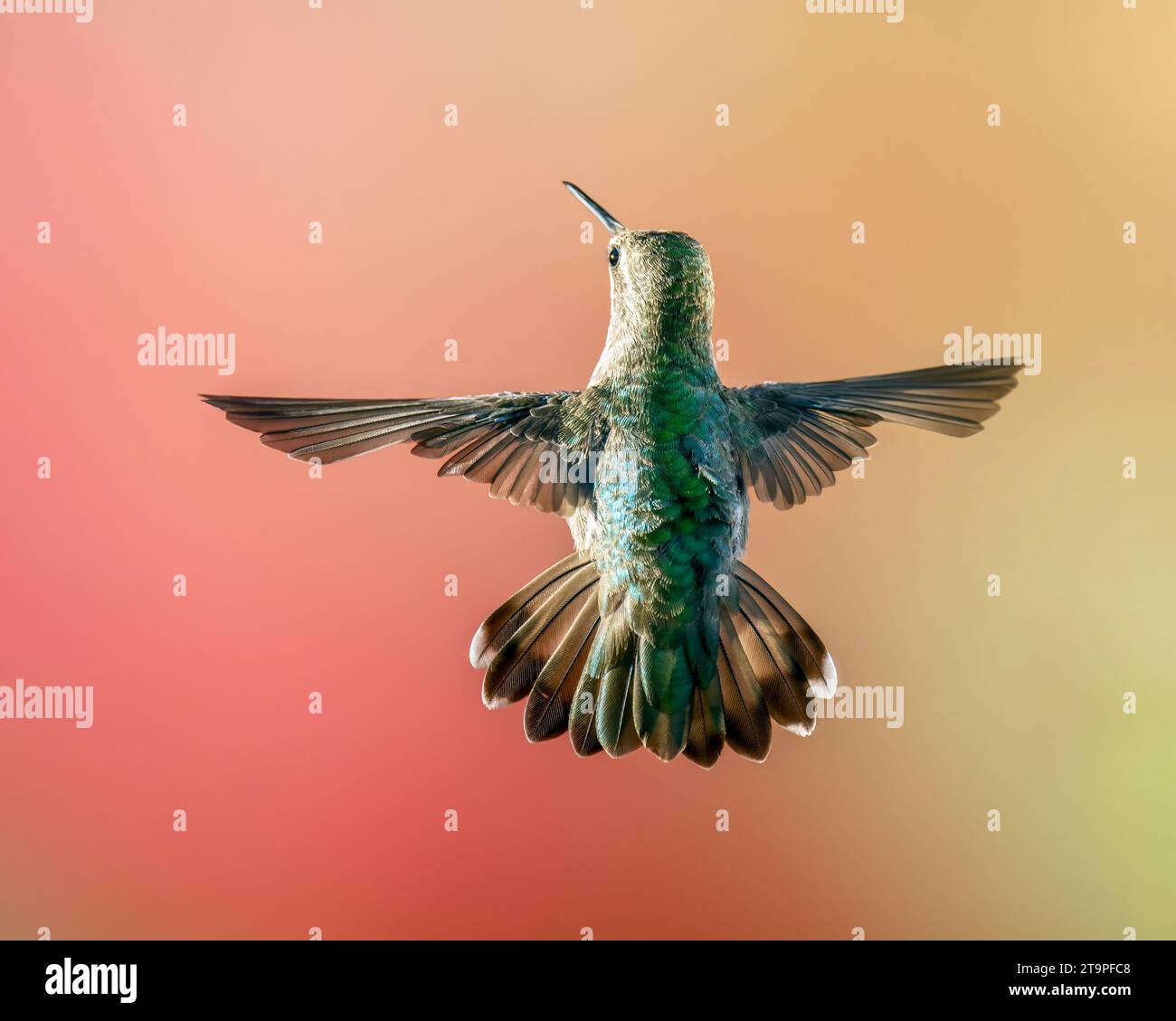 Hummingbird in Flight with Wings and Tail Flared, Female or Immature ...