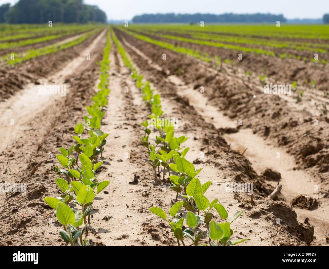 Close up, low angle view of rows of soybean seedlings sproutiing in an ...