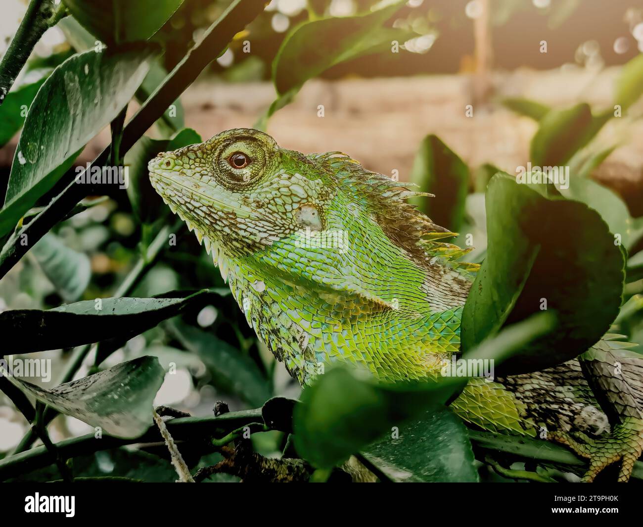 Green Bronchocela Jubata chameleon known as Maned Forest Lizard was ...