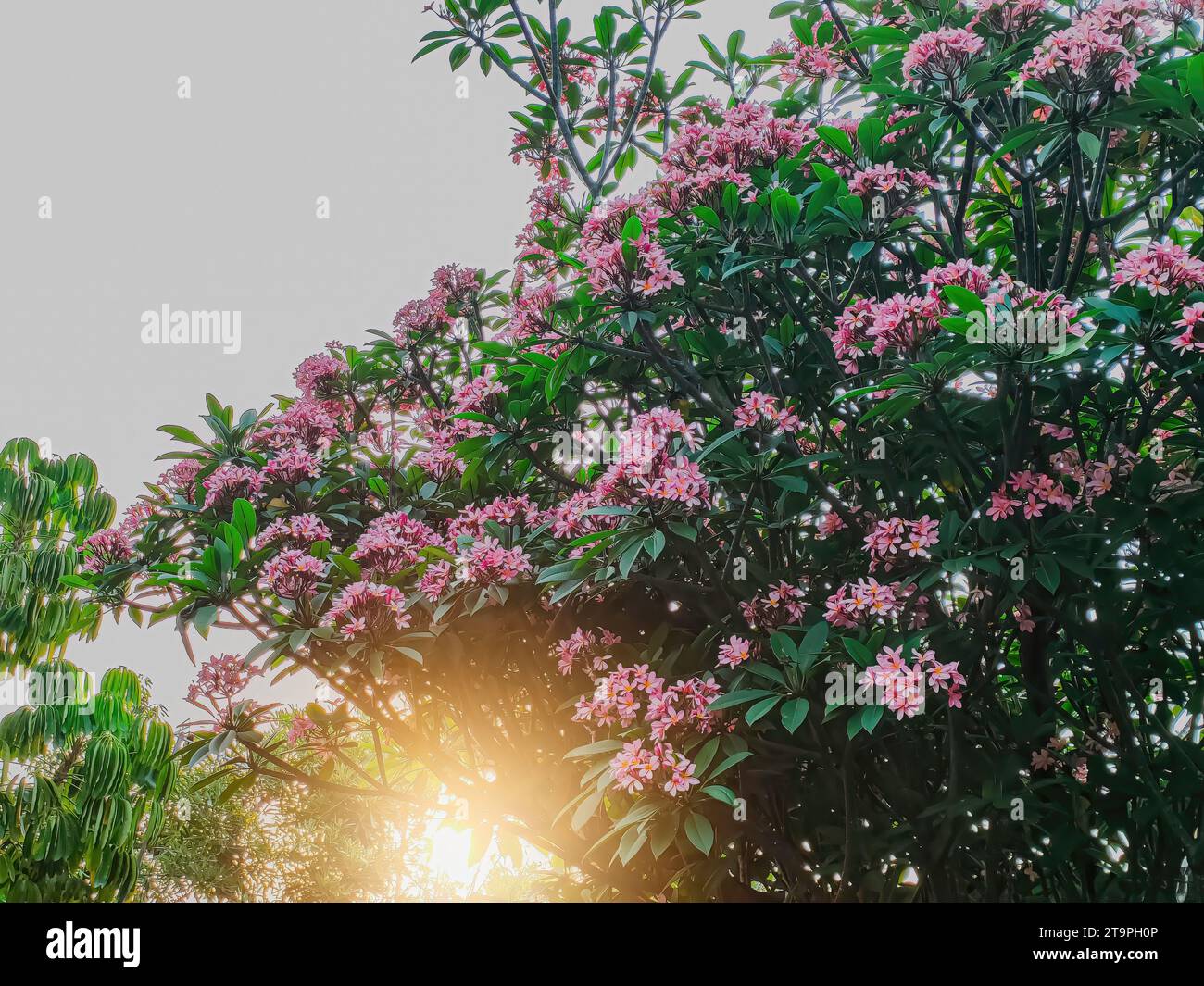 Plumeria Rubra known as Red Frangipani, Paucipan, Jasmine, or Temple ...