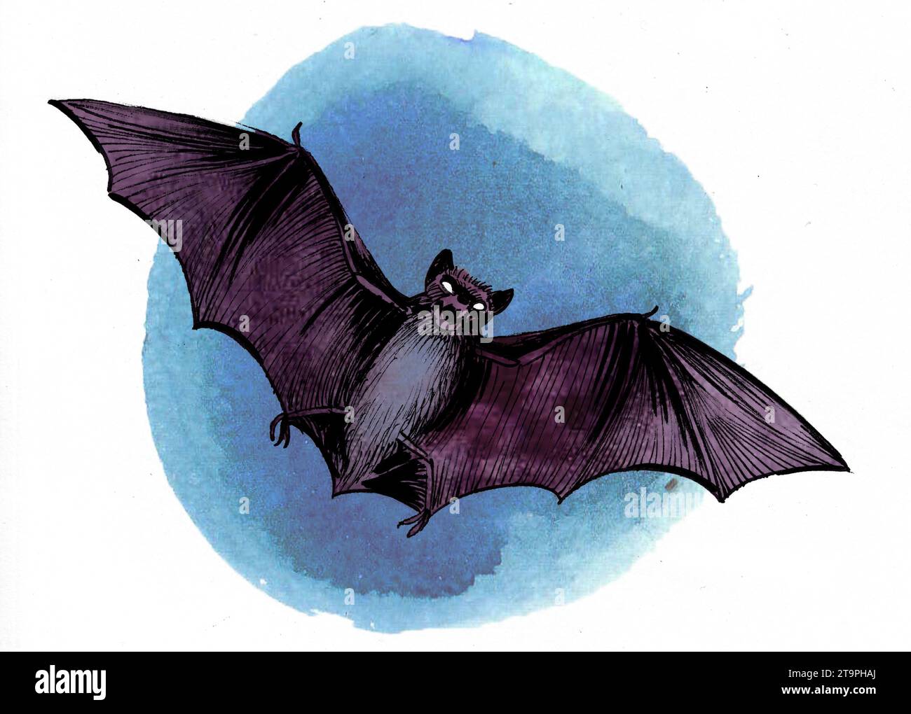Flying bat. Hand-drawn ink and watercolor sketch Stock Photo - Alamy