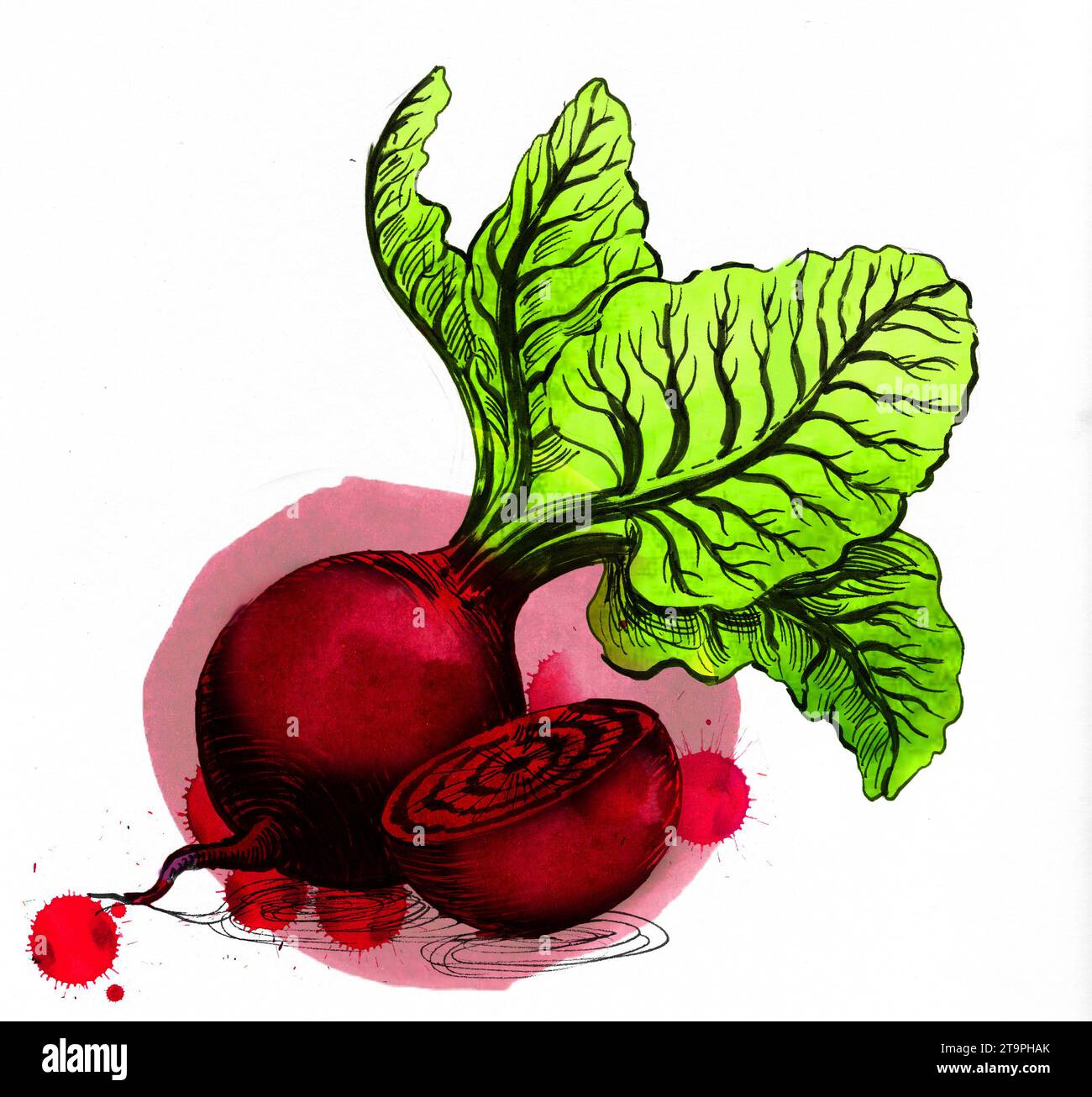 Beet root. Hand-drawn ink and watercolor sketch Stock Photo - Alamy