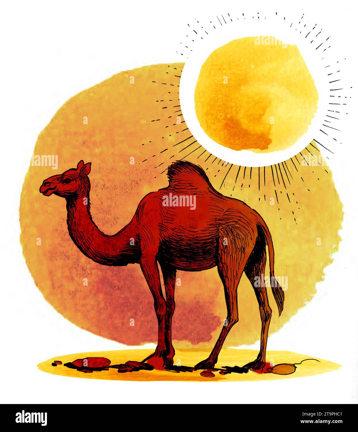 Camel in the desert. Hand-drawn ink and watercolor sketch Stock Photo ...