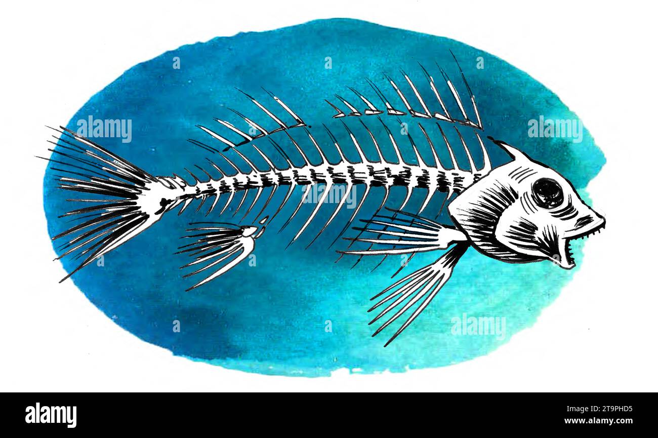 Fish skeleton. Hand-drawn ink and watercolor sketch Stock Photo - Alamy