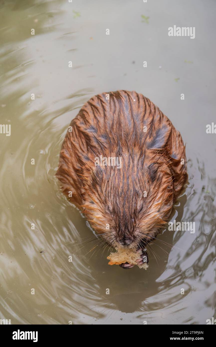 Wild animal Muskrat, Ondatra zibethicuseats, eats on the river bank ...