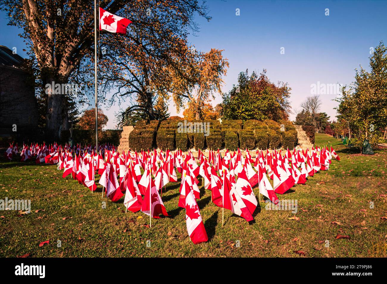 many Canadian flags waving on the ground, celebrating Remembrance Day ...