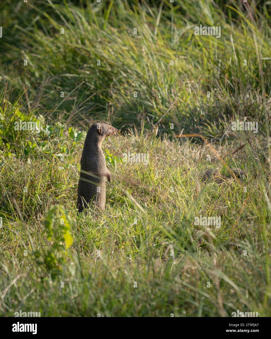 Mongoose snake hi-res stock photography and images - Alamy