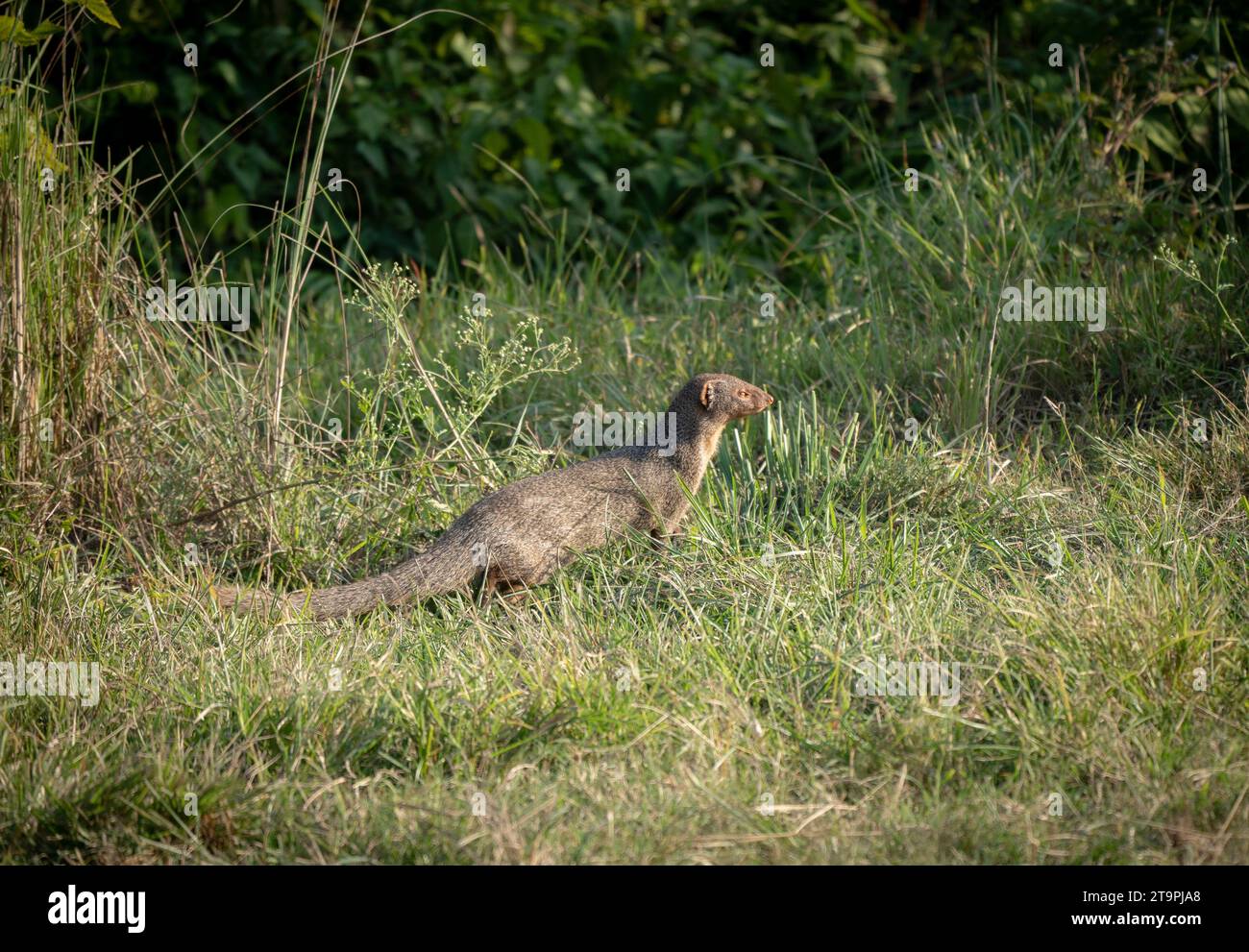 An alert mongoose hunting in the grasses of the Chitwan National Park ...