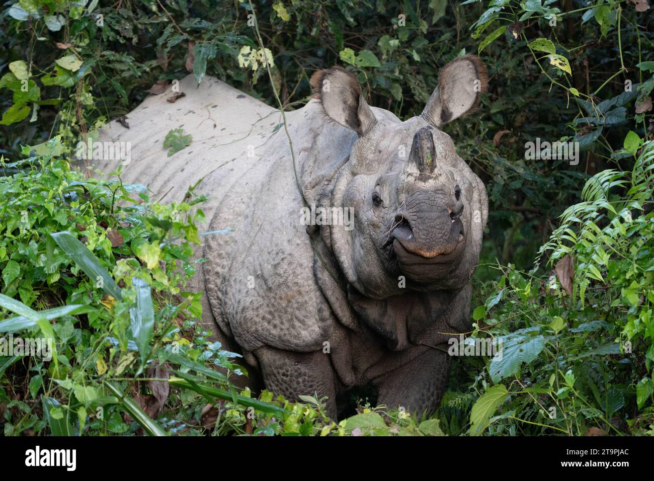 Rhino in the jungle hi-res stock photography and images - Alamy