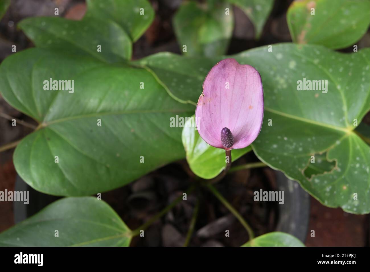 Overhead view of a purple color Anthurium flower bloom in a pot in the ...