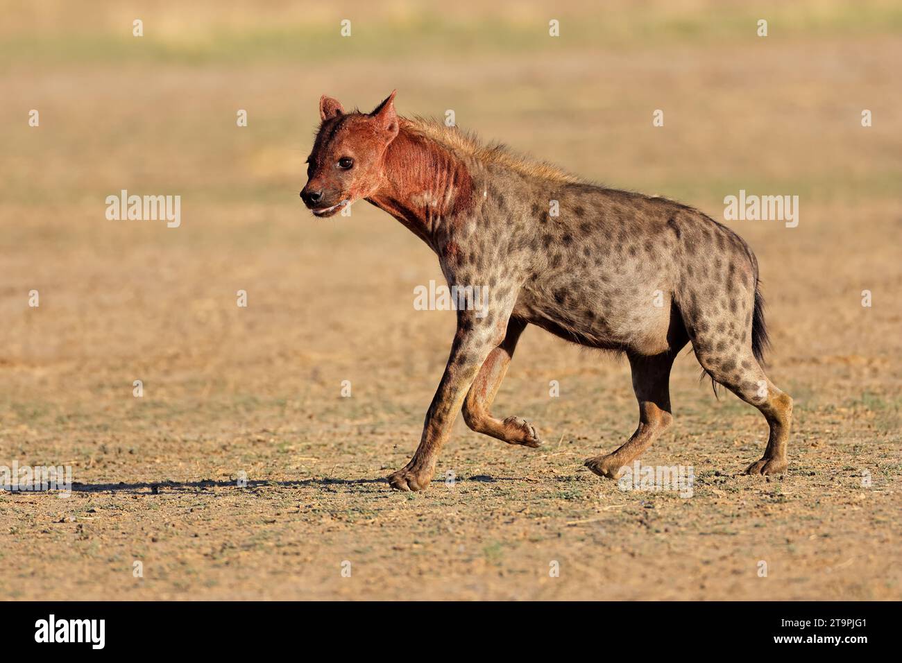 A blood covered spotted hyena (Crocuta crocuta) after feeding, Kalahari ...