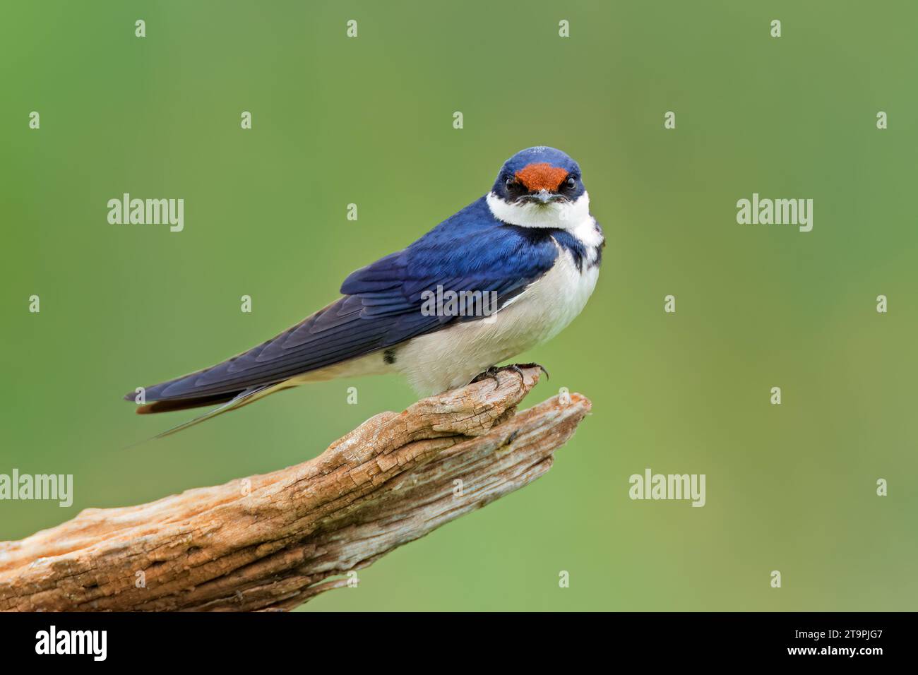 African swallow hi-res stock photography and images - Alamy