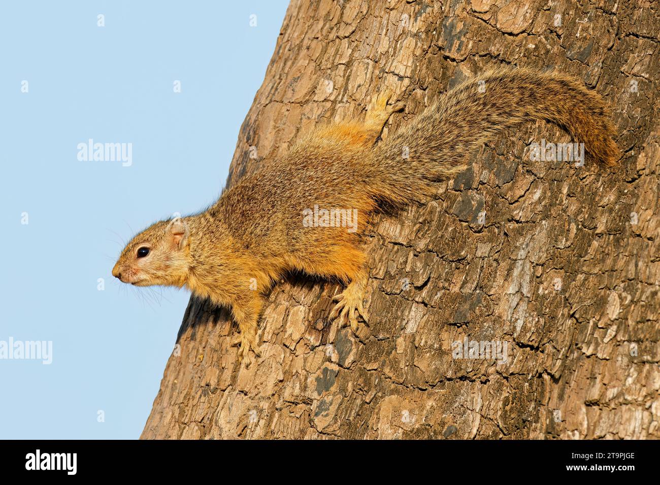 Tree squirrel (Paraxerus cepapi) sitting in a tree, Kruger National ...