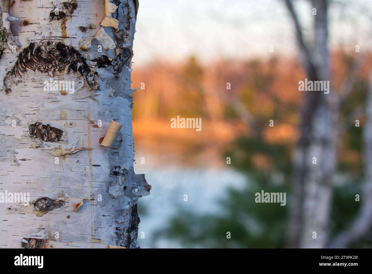 Paper Birch Tree (Betula papyrifera) close up with blurry background of ...