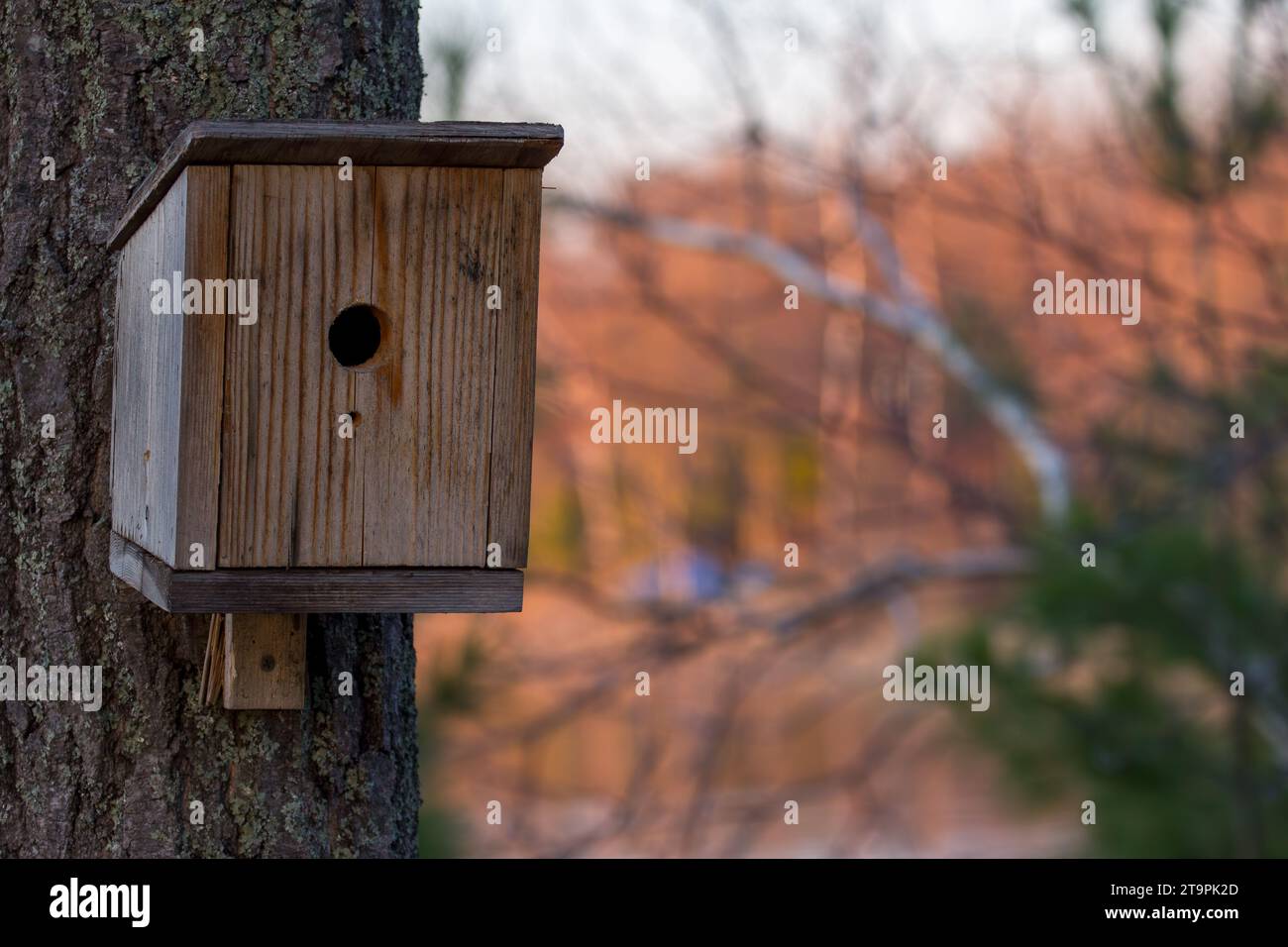 Rustic birdhouse nailed to pine tree with blurry background during the ...