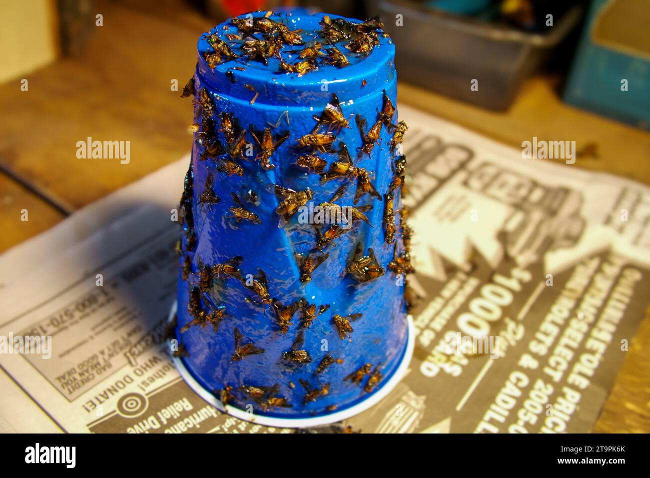 Blue plastic cup coated with sticky substance that has many deer flies ...
