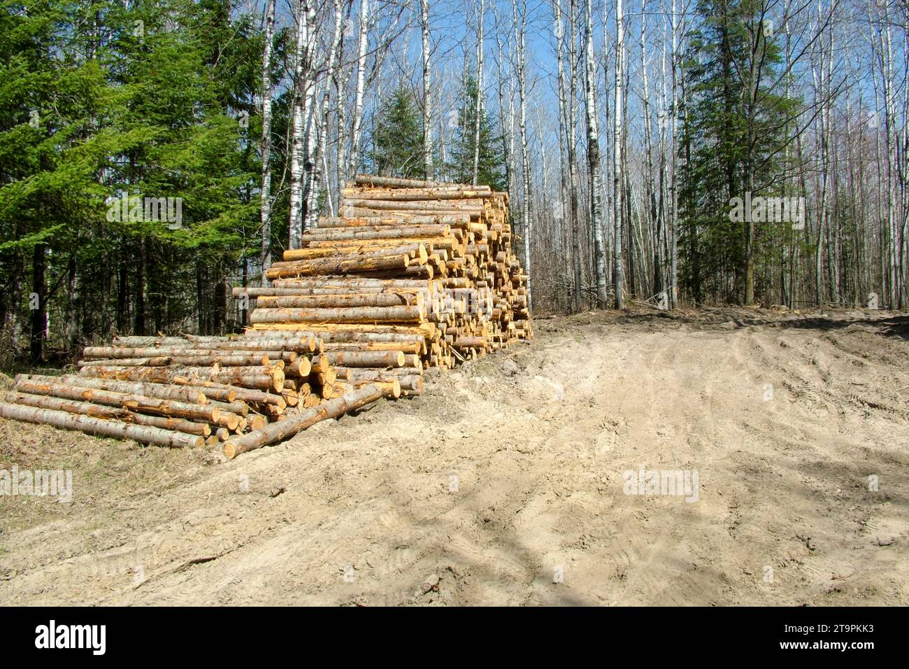 Stacked cut logs piled high awaiting trip to pulp/ paper mill in the ...