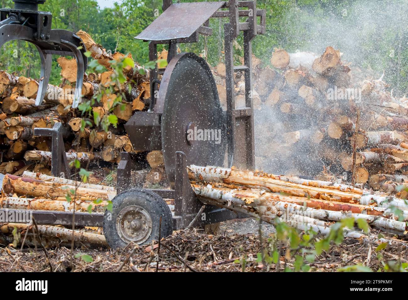 Cutting logs to length before shipping to paper/pulp mill in the ...