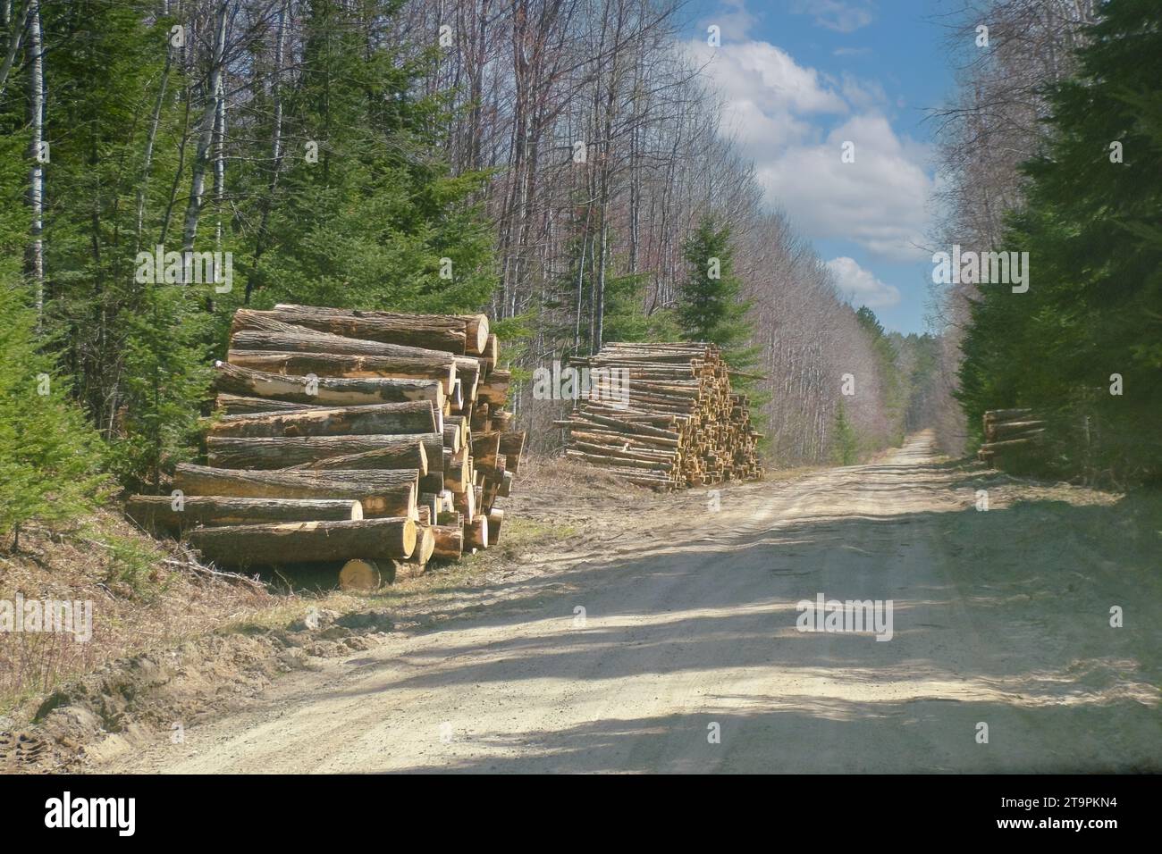 Stacked cut logs piled high awaiting trip to pulp/ paper mill in the ...