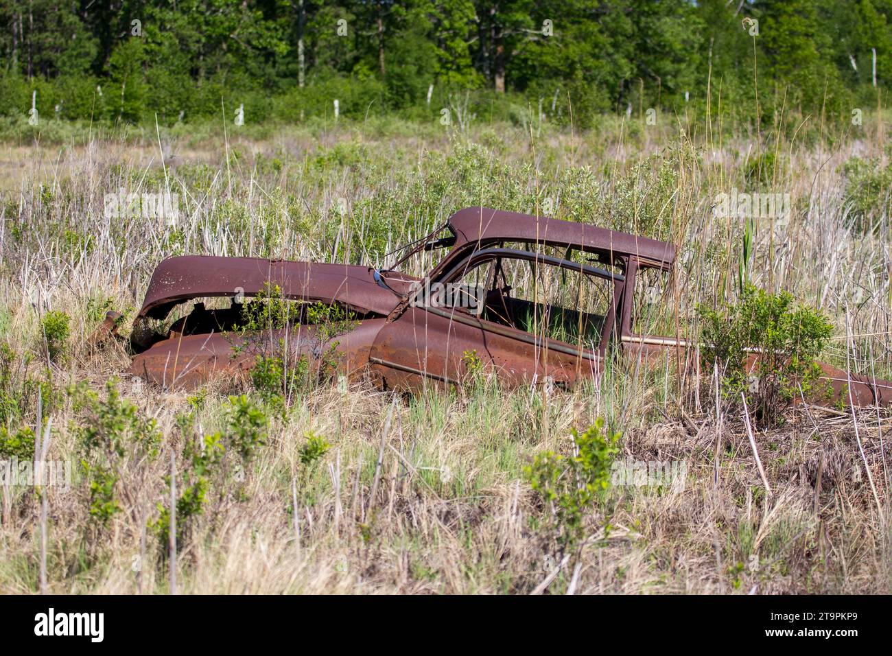 Abandoned 1940's rusty automobile/ vehicle/ car rusting away in the ...