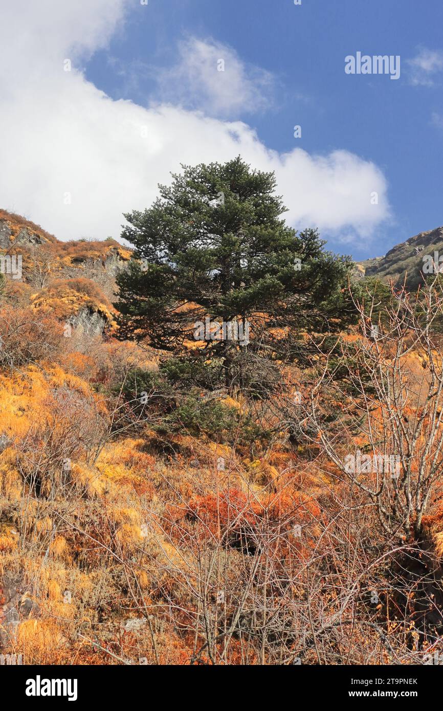 mountain beauty and wilderness of east sikkim, high-altitude himalayan ...