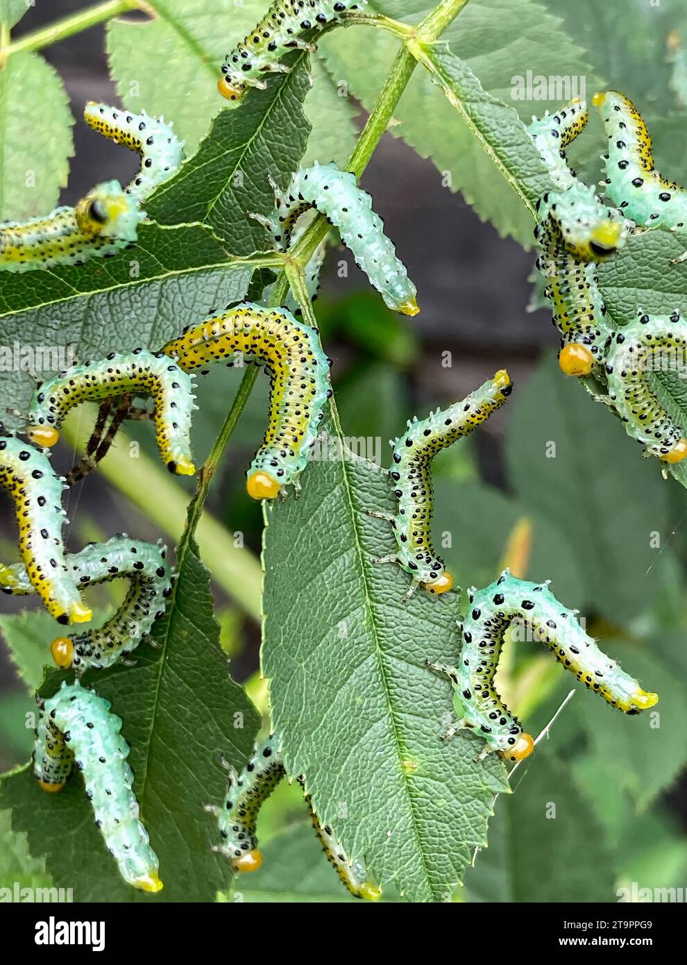 London, UK. 21st Aug, 2023. Rose sawfly larvae feeding on a rose bush ...