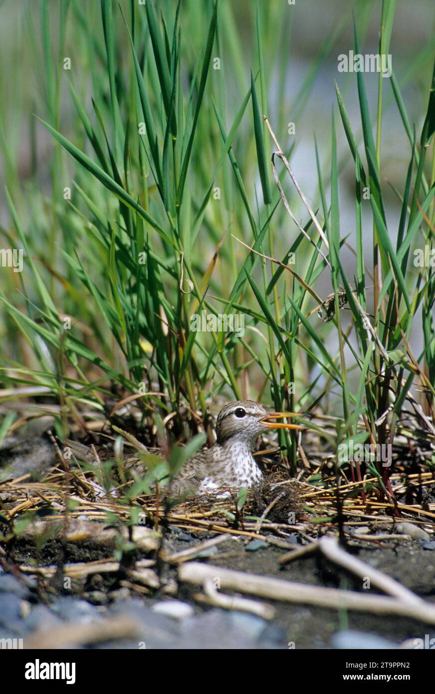 Spotted sandpiper on nest hi-res stock photography and images - Alamy