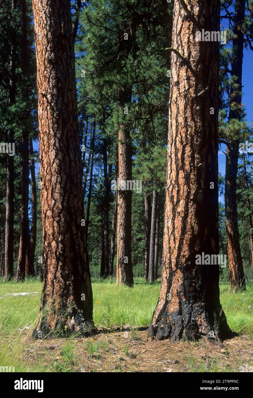 Ponderosa pine, Imnaha Wild & Scenic River, Hells Canyon National ...
