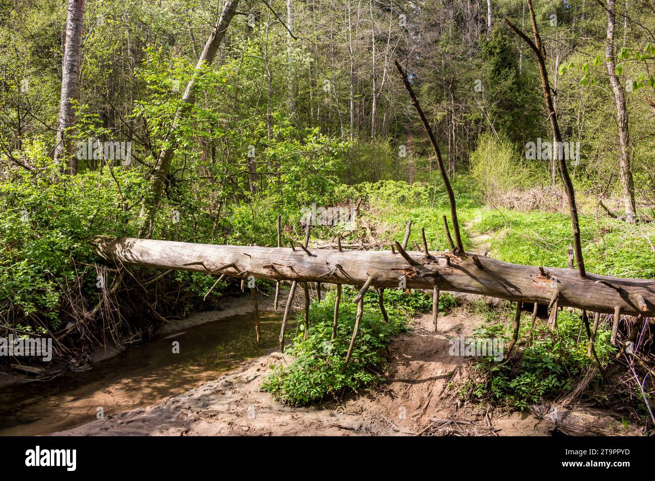 Fallen dry tree blocking a ford across a stream Stock Photo - Alamy