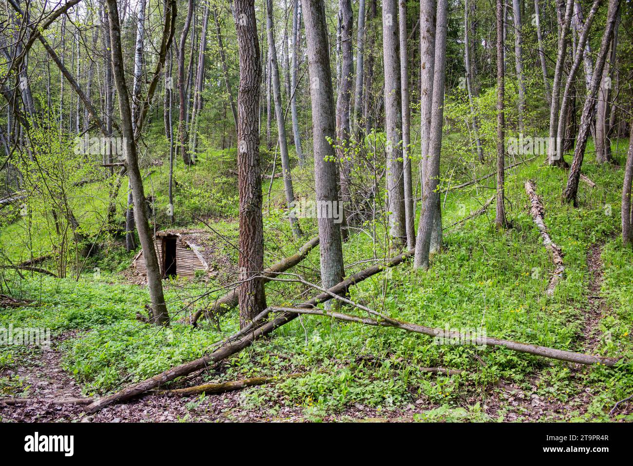 Landscape of a forest area with a path leading to a dugout in the ...