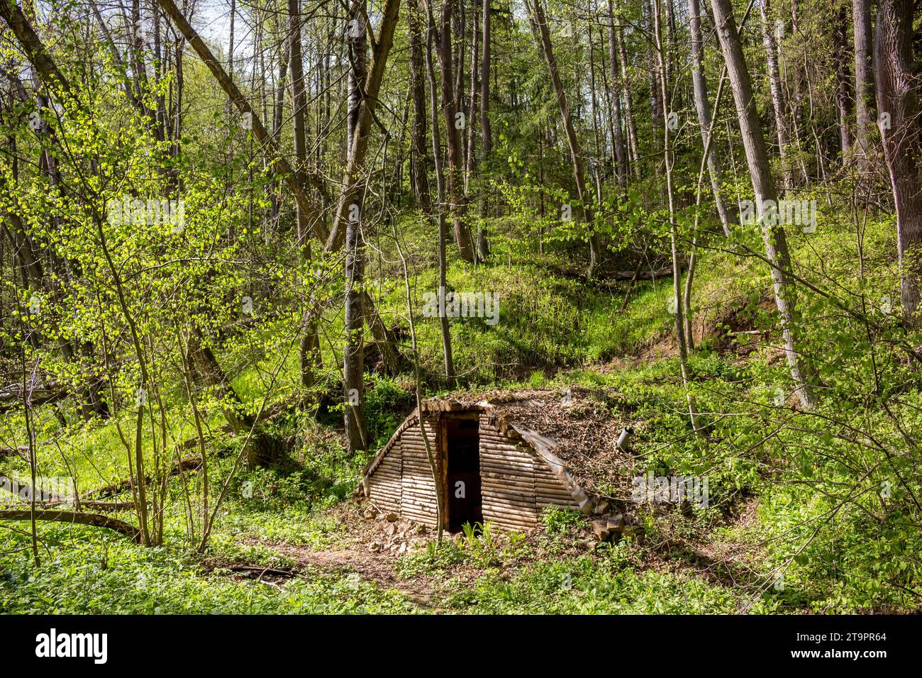 Log dugout in a picturesque green forest. Hermit's hut in the ...