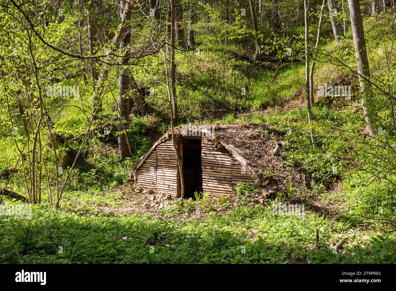 Log dugout in a picturesque green forest. Hermit's hut in the ...