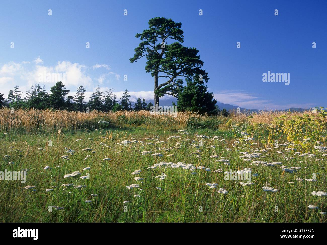 Lone pine, Clay Myers State Park, Oregon Stock Photo - Alamy