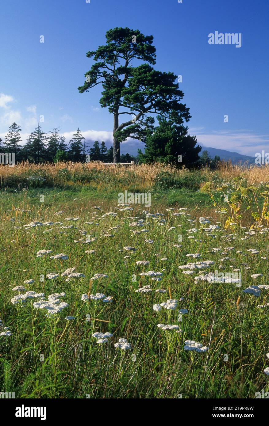 Shore pine pinus contorta contorta hi-res stock photography and images ...