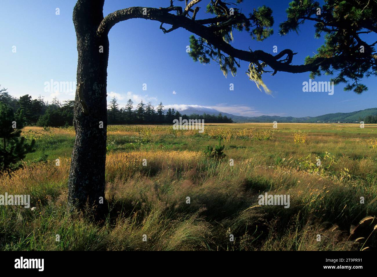 Shore pine pinus contorta contorta hi-res stock photography and images ...