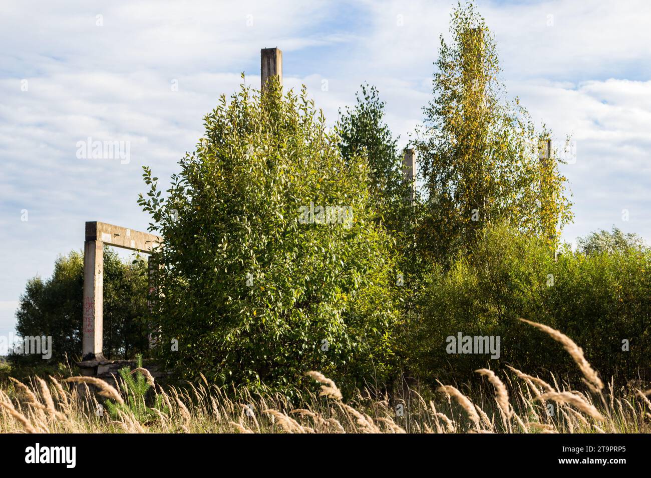 Concrete columns from an unfinished building swallowed up by thickets ...