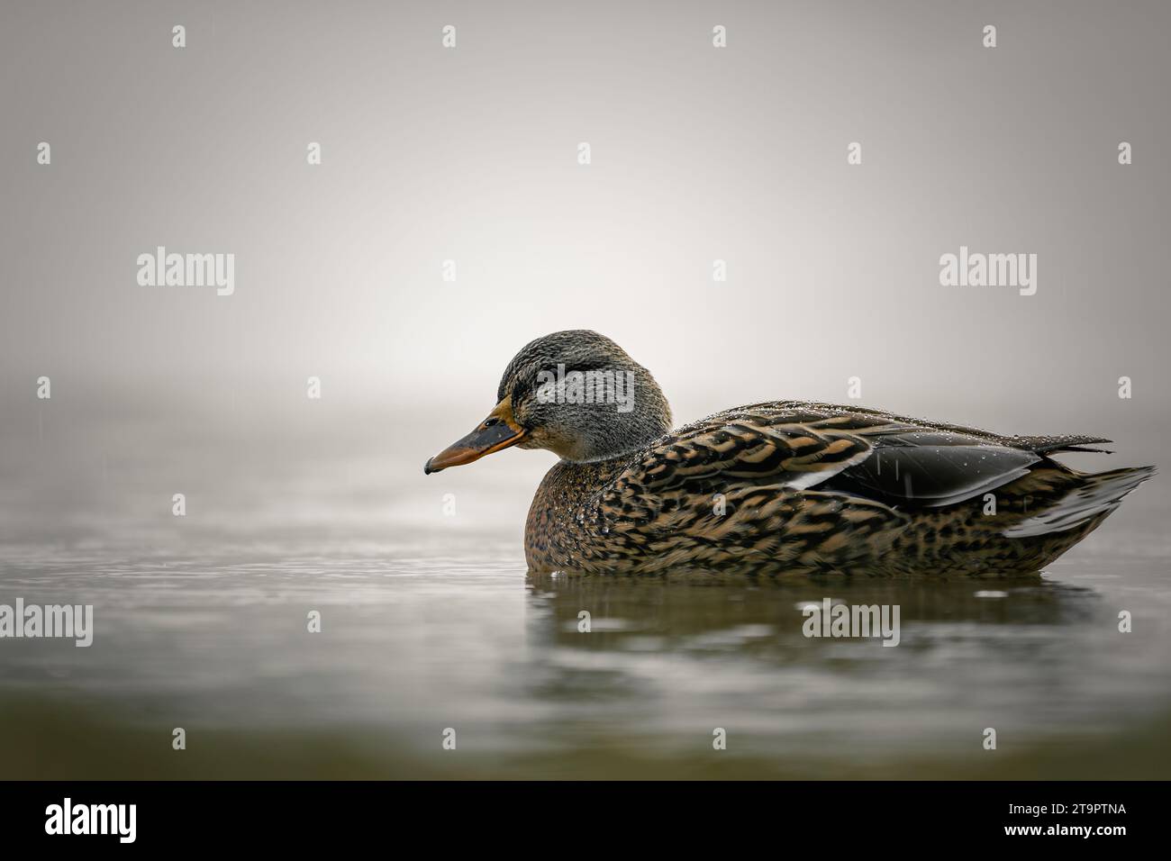 duck on the lake, moody scenery Stock Photo - Alamy