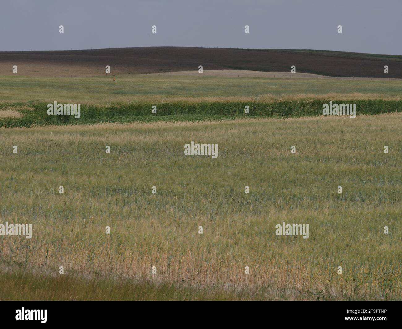 Fields, Bands of Colour - Orkney, Saskatchewan, Canada Stock Photo - Alamy